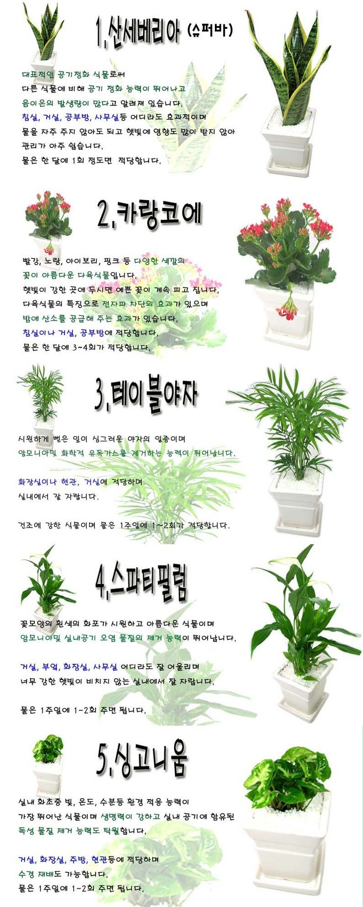 화초키우는법화초종류와 관리법식물키우는방법관엽식물공기정화식물미니화초화초 종류와 사진 화초 키우기 화분 식물 화초