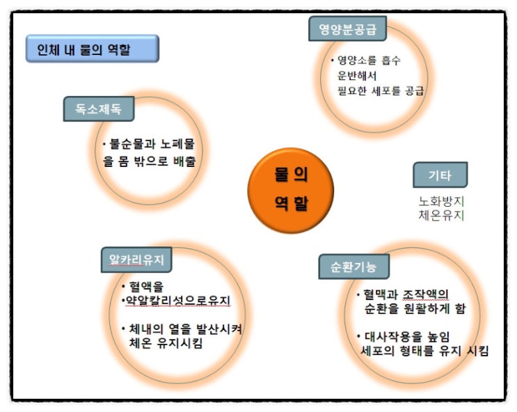 인체내 물의 역할 독소제거영양분공급체온조절순환기능 네이버 블로그