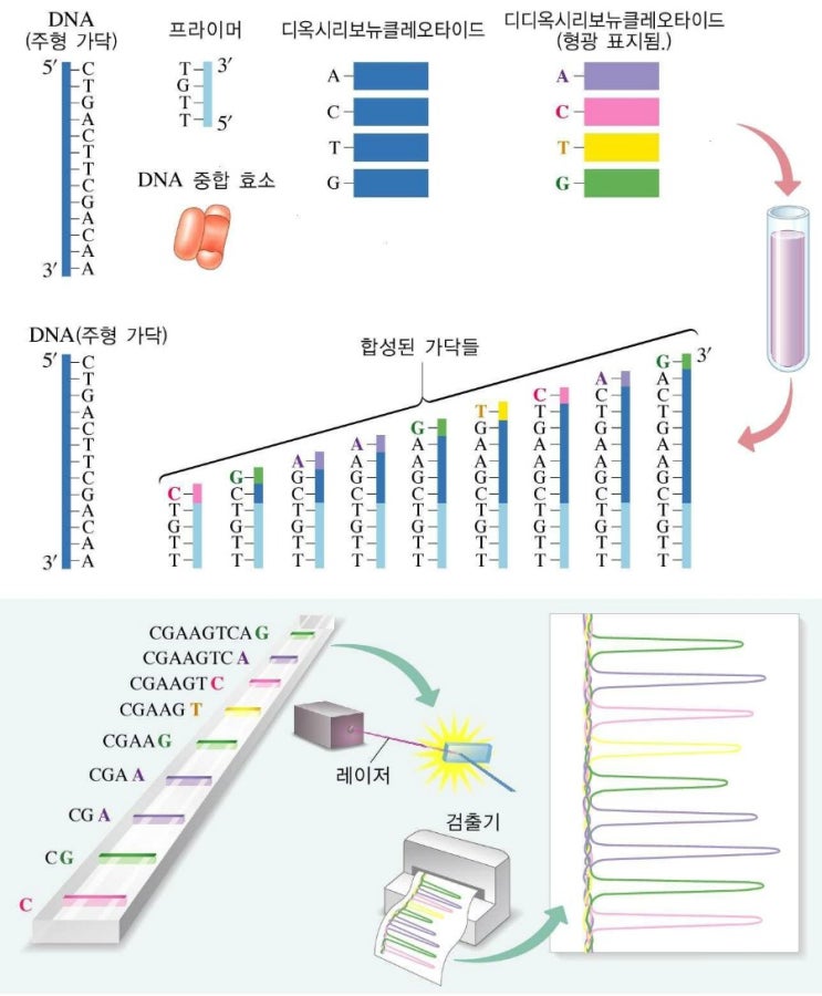 자동 Dna 염기서열 분석automatic Sequencer 개정교육과정 도입 네이버 블로그