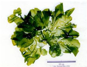 구멍갈파래 Ulva pertusa Kjellman : 네이버 블로그