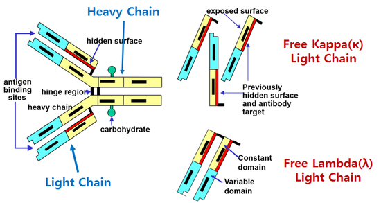 Free Light Chain(FLC) Kappa/Lambda [유리경쇄검사] : 네이버 블로그