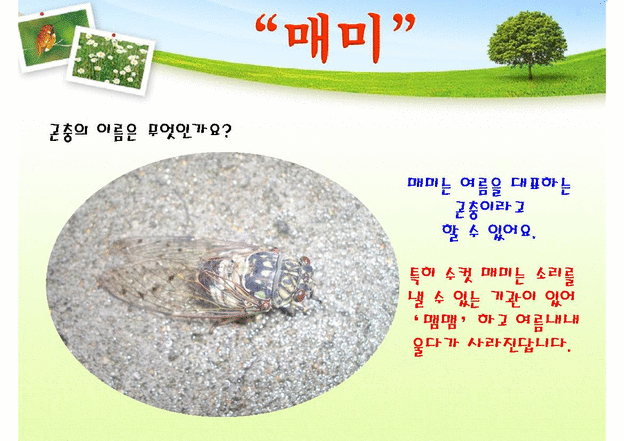 여름곤충프로젝트 교육계획안이야기나누기상호작용여름프로젝트유치원어린이집초등학교유아교육유아수업자료자연생명숲곤충