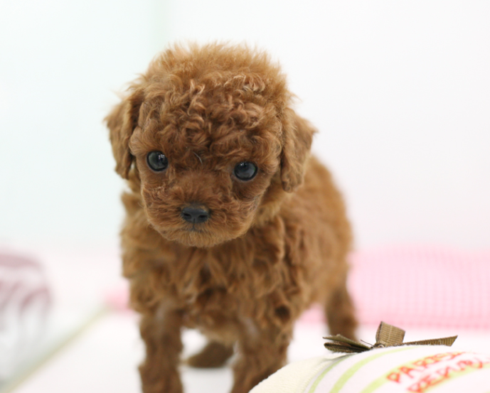 강아지 종류 털 안빠지는 영리하고 깜찍발랄한 귀족견 푸들 네이버 블로그
