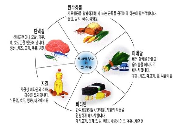 5대 영양소★에 대하여 네이버 블로그
