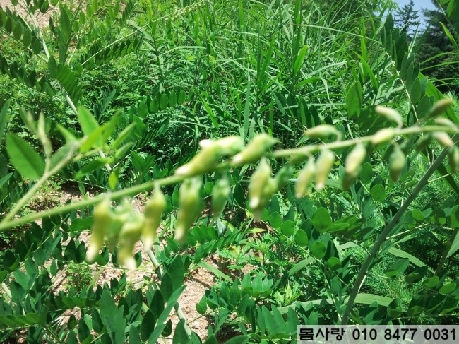 고삼효능 고삼차 네이버 블로그