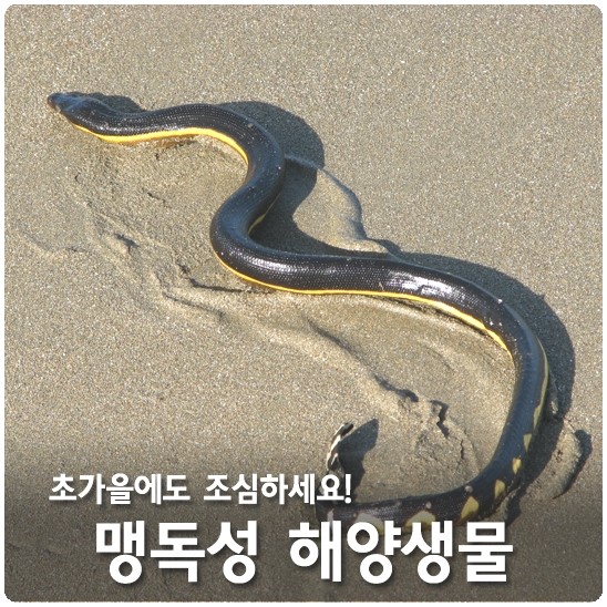 맹독성 해양생물 해파리 바다뱀 파란고리문어 갯민숭달팽이 네이버 블로그
