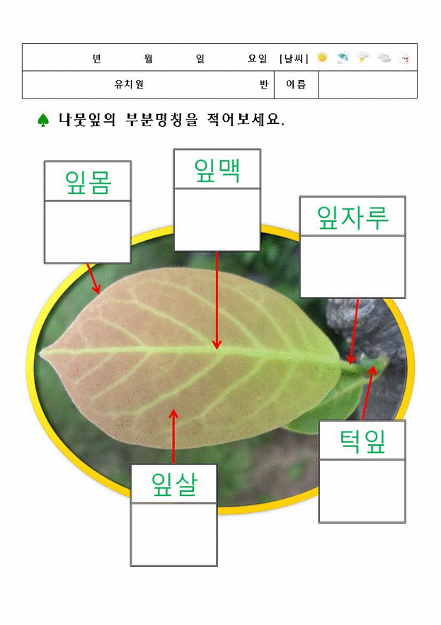 나뭇잎 프로젝트 교육계획안 창의활동지 나무프로젝트 가을프로젝트 잎프로젝트 주제선정의 이유 주요개념 주제망 단풍잎 낙엽 은행잎 네이버 블로그