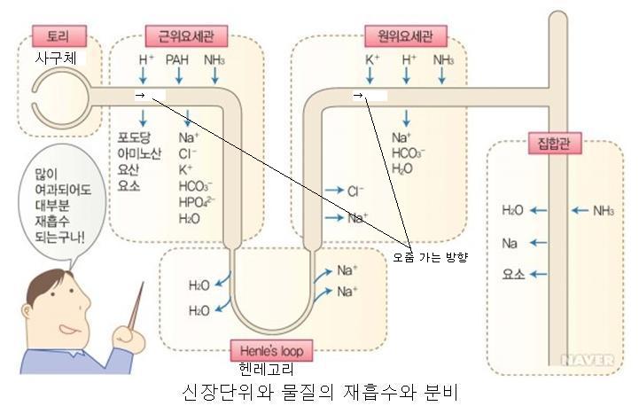 원위세뇨관•헨레고리헬리계제콩팥세관•신수질콩팥속질•신주•신추체•근위세뇨관•체액삼투압•자궁근자궁근층자궁근육층•윤주근•환상근