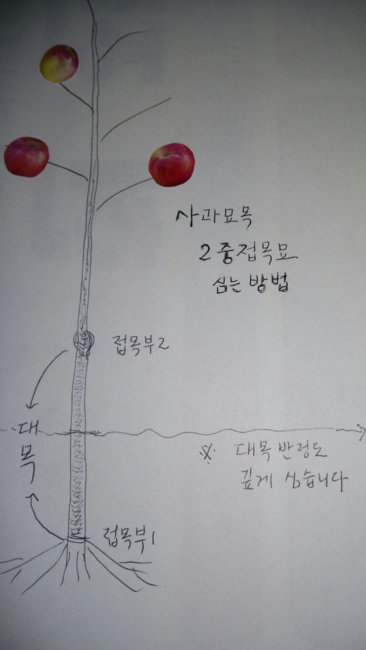 이중접목묘 이중대목사과나무 이중접사과묘목 심는법 어느정도 흙 속에 심는지 네이버 블로그