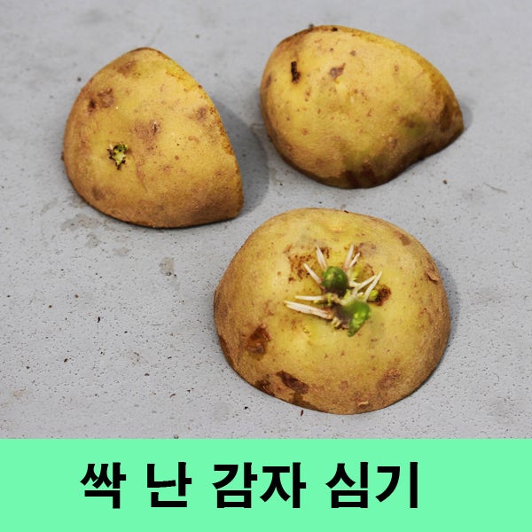 20160330 싹 난 감자 심기 베란다텃밭 감자 키우기 네이버 블로그