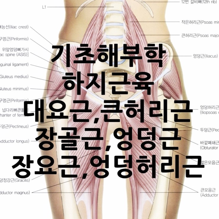 대요근과 장골근 큰허리근과 엉덩근 Pasoas Major And Iliacus 장요근 엉덩허리근 근육의 작 네이버 블로그