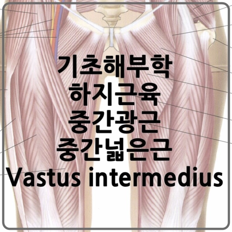 중간광근 중간넓은근 Vastus Intermedius 대퇴사두근 넙다리네갈래근 근육의 작용 네이버 블로그