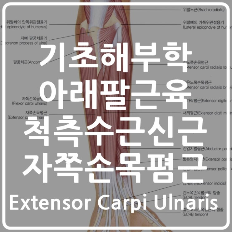 척측수근신근 자쪽손목폄근 Extensor Carpi Ulnaris 아래팔 근육의 작용 네이버 블로그