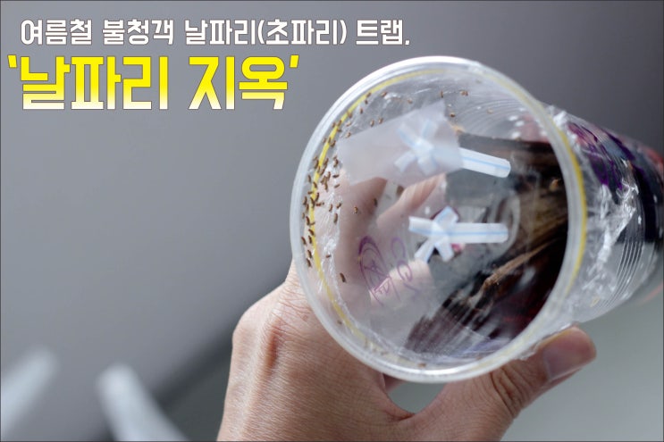 날파리 트랩으로 초파리 없애는 퇴치 방법 네이버 블로그
