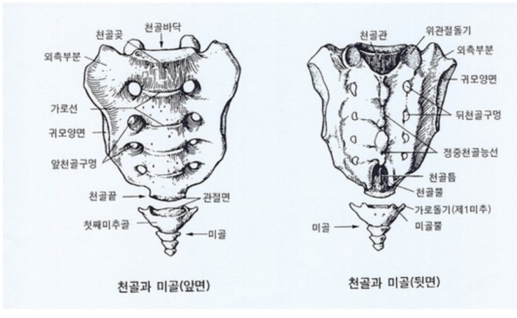 부정렬증후군으로 바라본 골반과 천골 움직임 Part 2 네이버 블로그