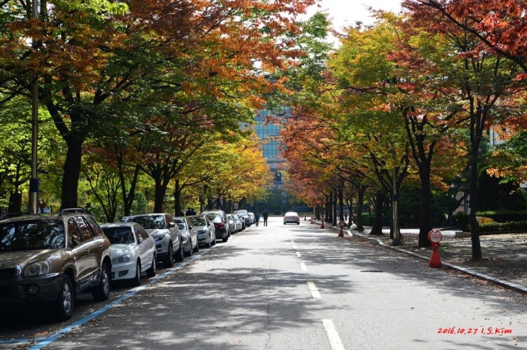 성균관대학교 가을 수원캠퍼스 네이버 블로그