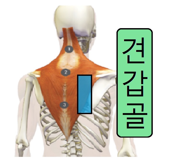 날개뼈 근육 담 걸렸을때 분석 네이버 블로그
