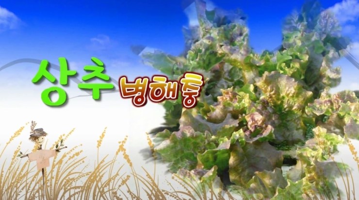 상추 병해충 방제요령 네이버 블로그