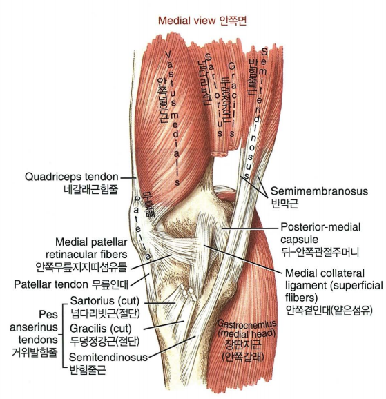 수지pt 무릎 굽힘근육 돌림근육의 기능해부학 네이버 블로그