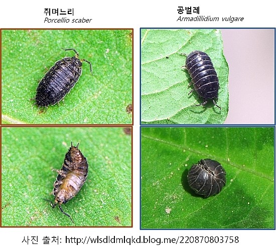 쥐며느리 와 공벌레 잠재적 해충 네이버 블로그