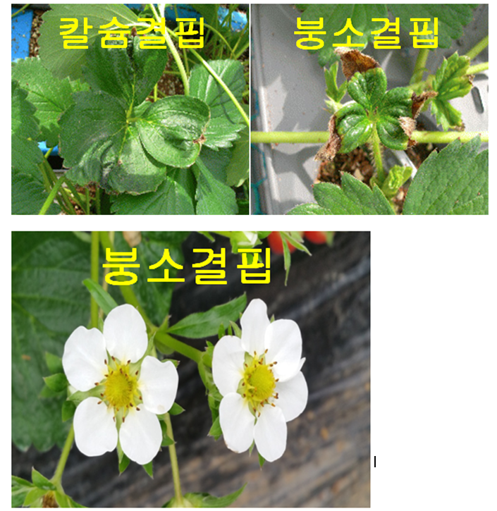 딸기 팁번칼슘결핍 딸기 꽃받침마름증상 딸기 급작서러운 하위엽고사 해결하기 코리아아그로 네이버 블로그