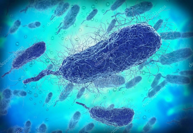 비브리오 패혈증(Vibrio vulnificus) 증상, 진단, 치료와 예방 : 네이버 블로그