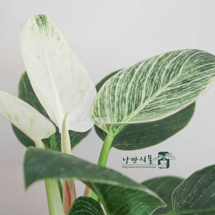 필로덴드론 버킨 키우기 물 주기feat 콩고 썬 라이트 레몬 라임 네이버 블로그