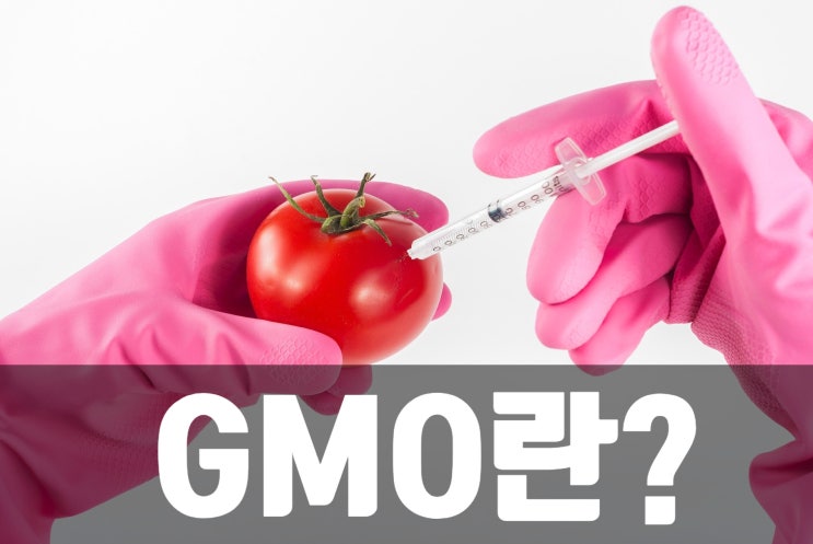 건강 바로 알기 Gmo란 무엇인가 끊이지 않는 논란 피하고 보자 네이버 블로그