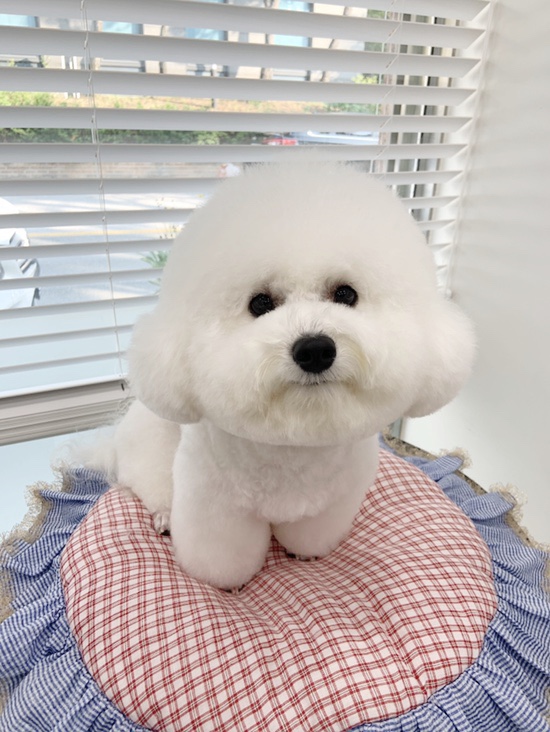 천안애견미용 천안강아지미용 천안비숑미용 천안비숑프리제미용 천안비숑목욕 천안애견미용실 천안강아지목욕 천안애견목욕 프리티파우 비숑