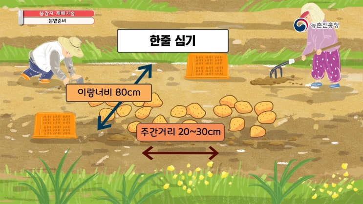 봄감자 심는시기 감자 파종방법 네이버 블로그