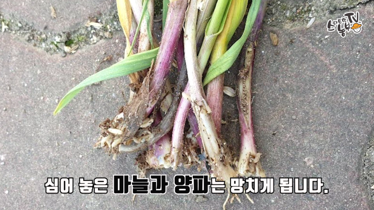 마늘 양파 고자리파리 뿌리응애 토양살충제 네이버 블로그