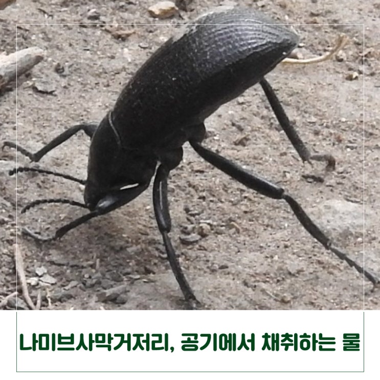 자연의 신비 사막 딱정벌레 등껍질로 공기에서 물을 채취한다 생태모방기술 네이버 블로그