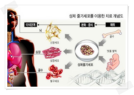 배아 줄기세포와 성체줄기세포란 무엇인가요 네이버 블로그